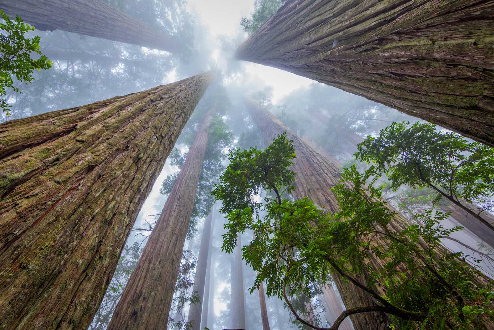 The Complete Guide to Visiting Redwood National Park - Traveling Tour ...
